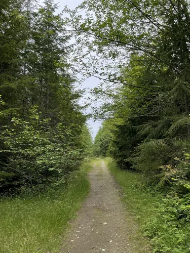 10 Best Forest Trails in Langley | AllTrails