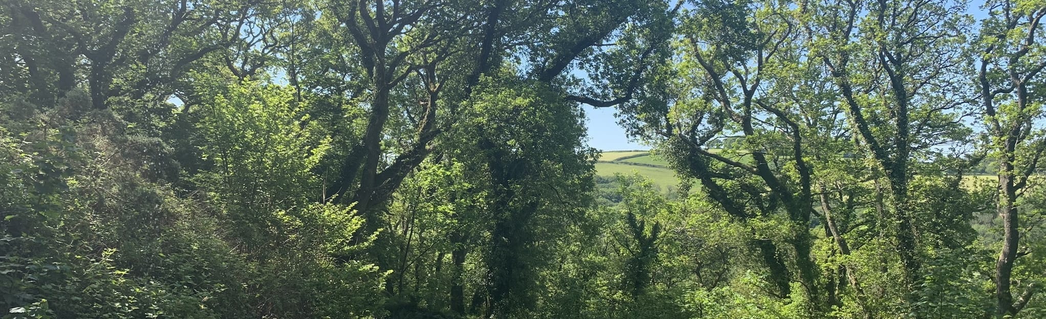 Luxulyan and Ponts Mill Circular, Cornwall, England - 91 Reviews, Map ...