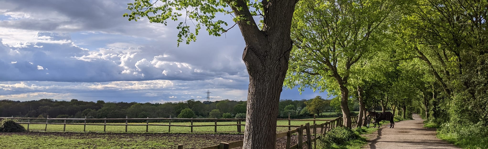 Horton Country Park Circular: 151 fotos - Surrey, Inglaterra | AllTrails