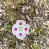 Augspurger Mountain Trail, Washington - 120 Reviews, Map | AllTrails