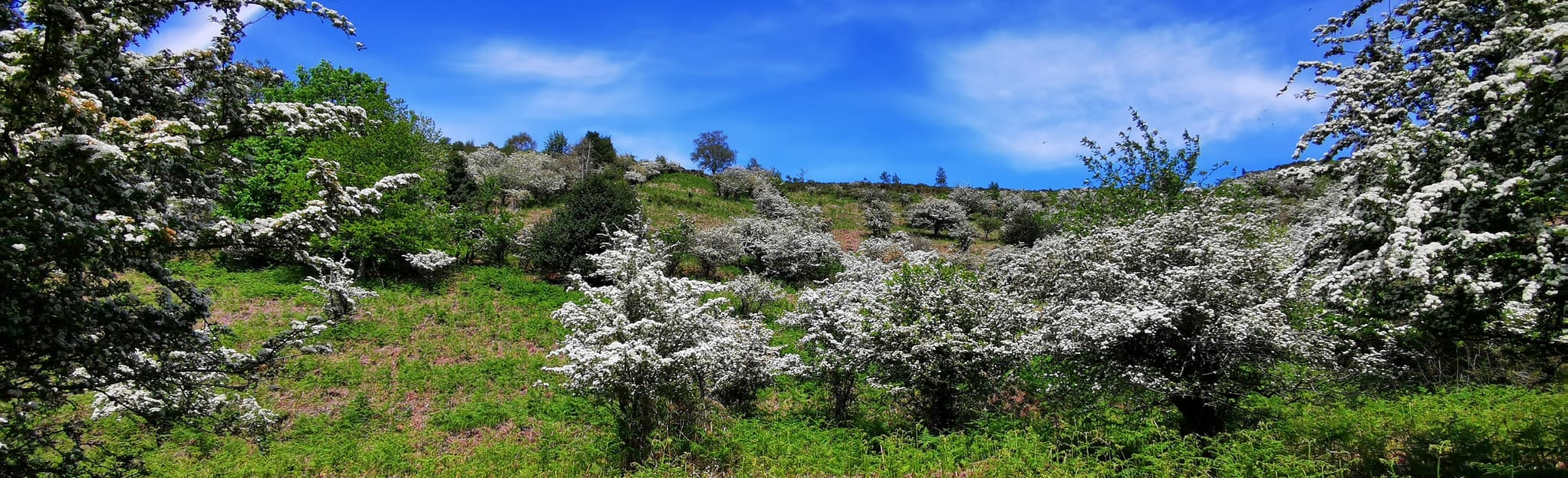 Holford and Staple Plantation Circular, Somerset, England - 8 Reviews ...