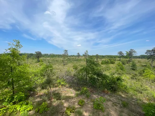 Best 10 Hikes and Trails in Albany Pine Bush Preserve | AllTrails
