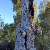 Barker Valley Spur Trail, California - 142 Reviews, Map | AllTrails