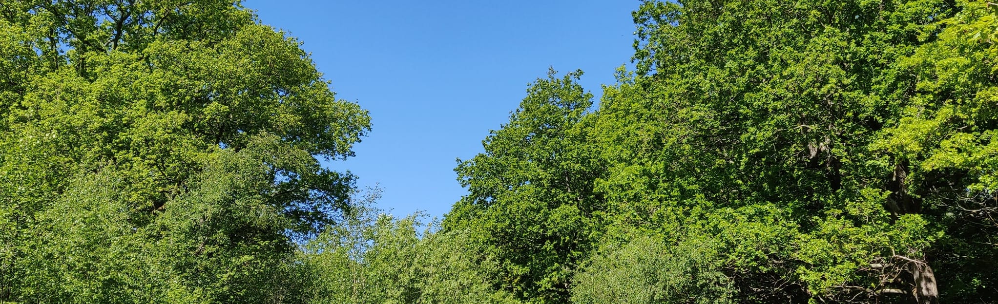 Church, Blean and Victory Woods Circular: 209 Fotos - Kent, England ...