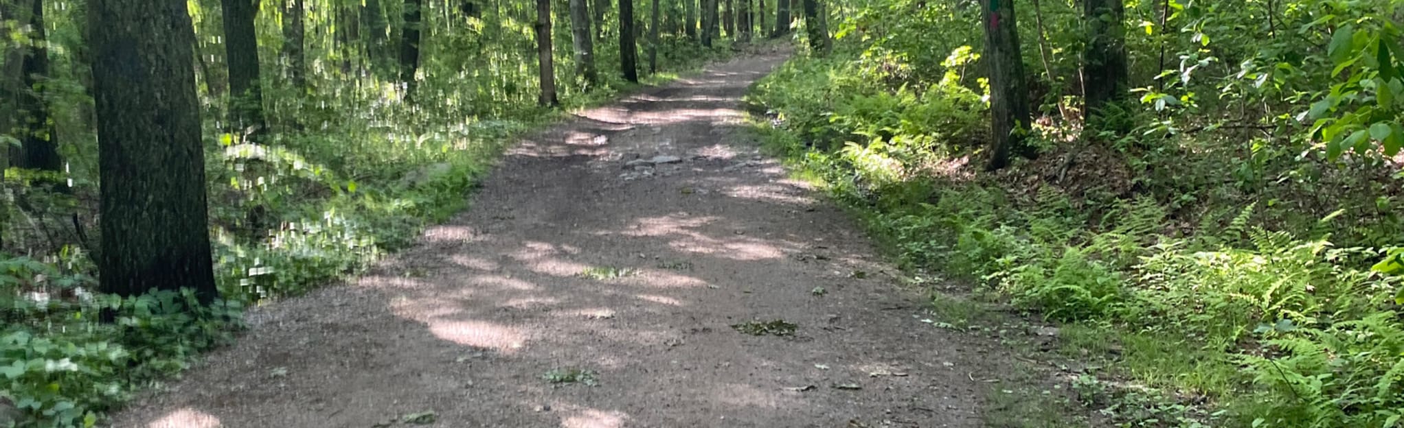 Acron and Wolf Meadow Loop | Map, Guide - Massachusetts | AllTrails