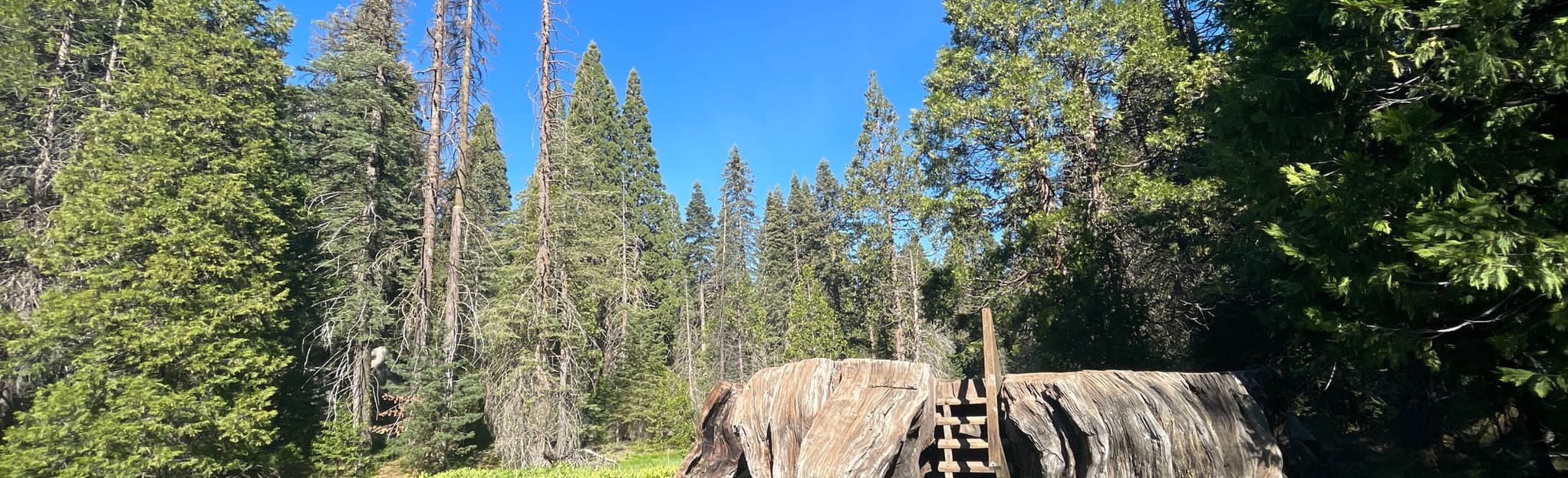 Big Stump Loop: 653 Reviews, Map - California | AllTrails