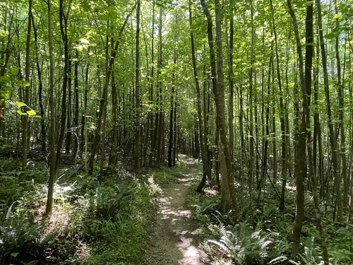 Best Lake Trails in Salem State Forest | AllTrails