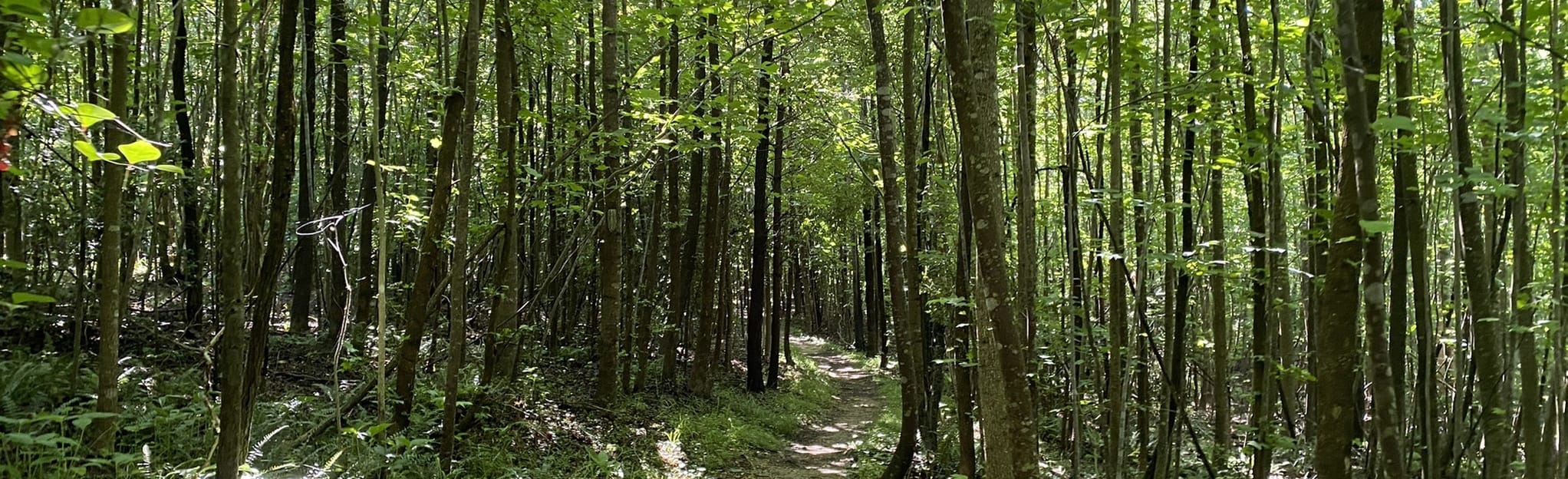 Western Branch, St. Marys Lake, West Lake, Cross, and Plantation Trail ...
