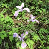 Amanda's Trail, Oregon - 141 Reviews, Map | AllTrails