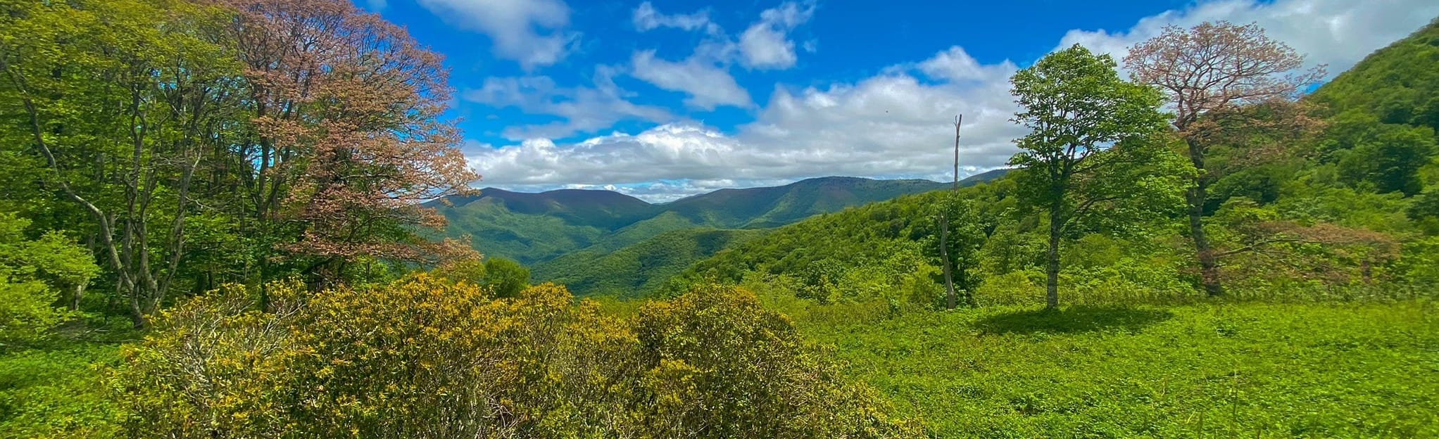 Licklog Gap Overlook: 180 fotos - North Carolina | AllTrails