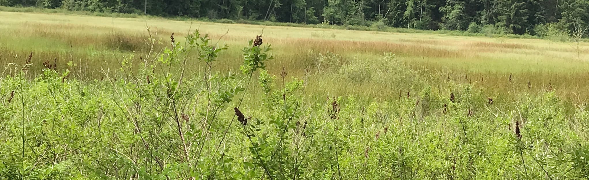 Hamilton Marsh, British Columbia, Canada - 39 Reviews, Map | AllTrails