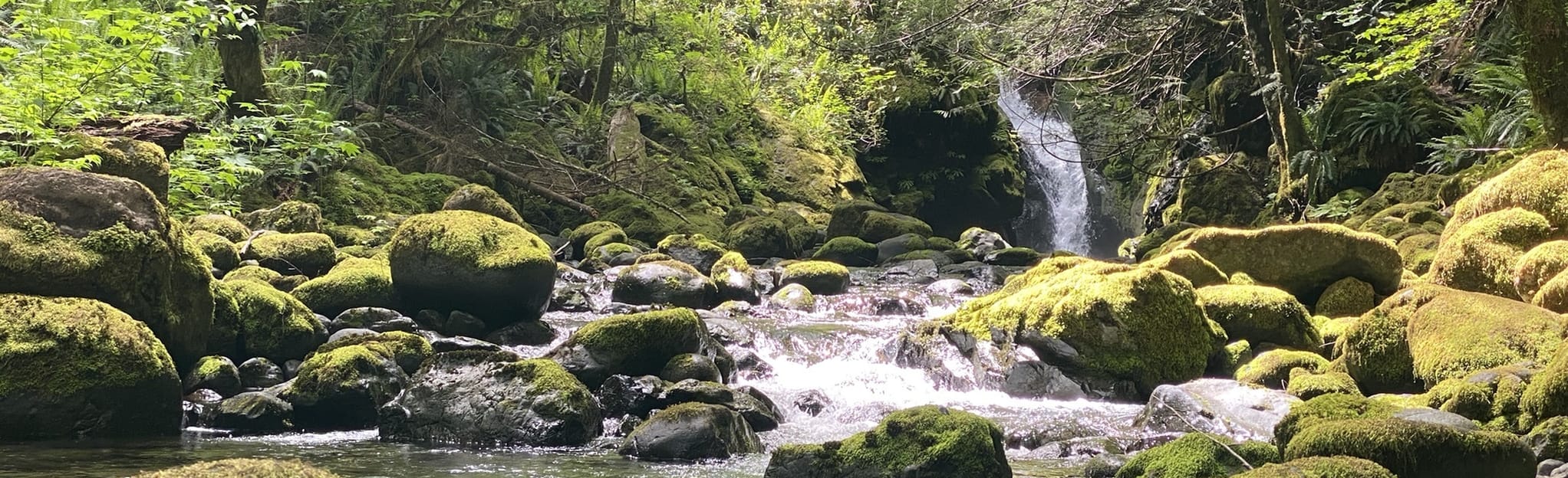 Fossli Trail, British Columbia, Canada - 209 Reviews, Map | AllTrails