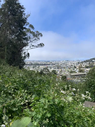Best Hikes and Trails in Mount Sutro Open Space Reserve | AllTrails