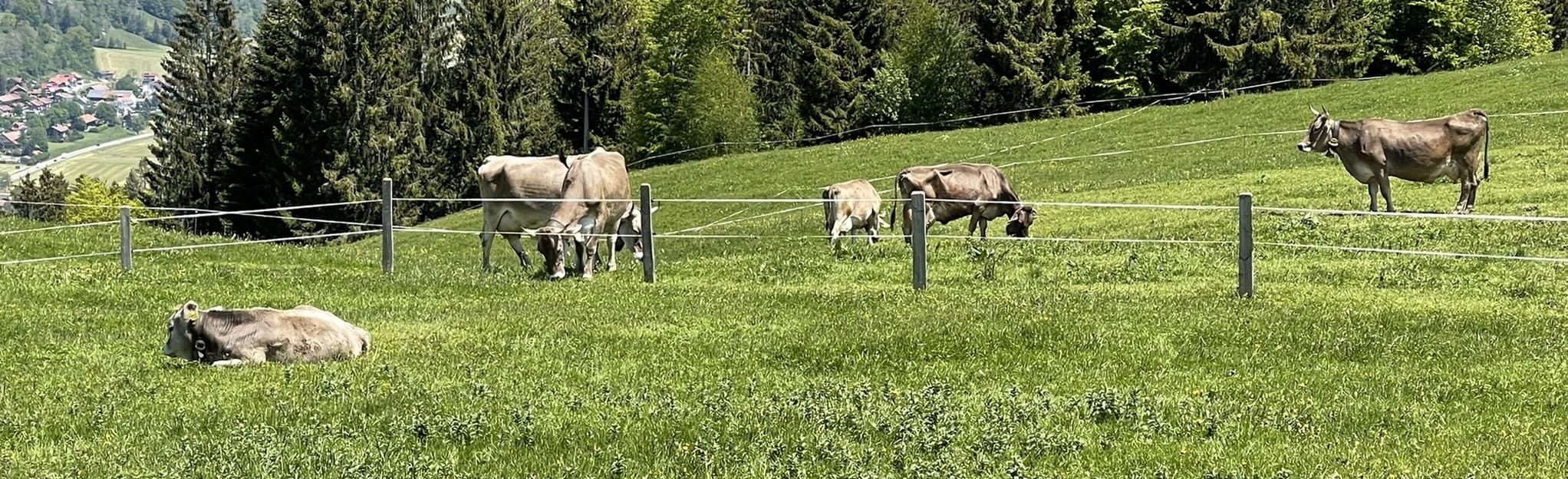 Oberallgäuer-Rundwanderweg stage 4: Oberstaufen - Balderschwang: 0 ...