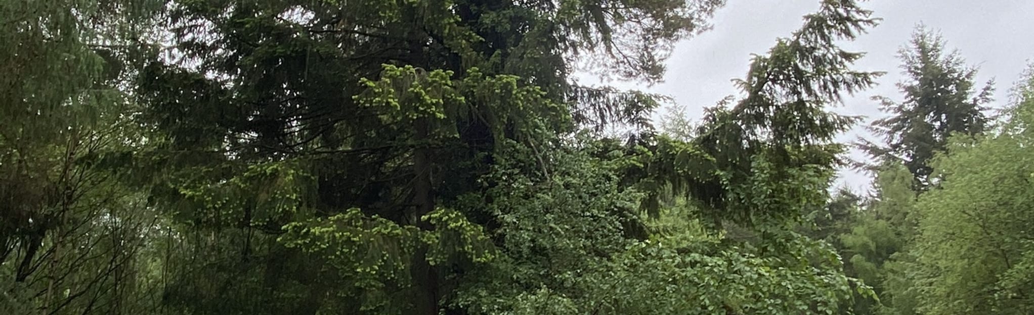 Alice Holt Forest Family Cycle Route, Surrey, England - 41 Reviews, Map ...