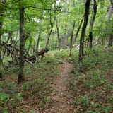 Upper Spring Loop Trail, Alabama - 119 Reviews, Map | AllTrails