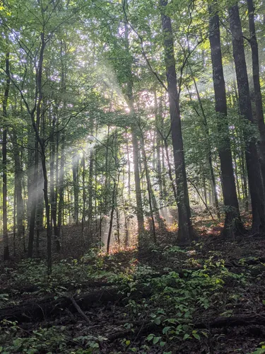 Best Hikes and Trails in Paynetown State Recreation Area | AllTrails