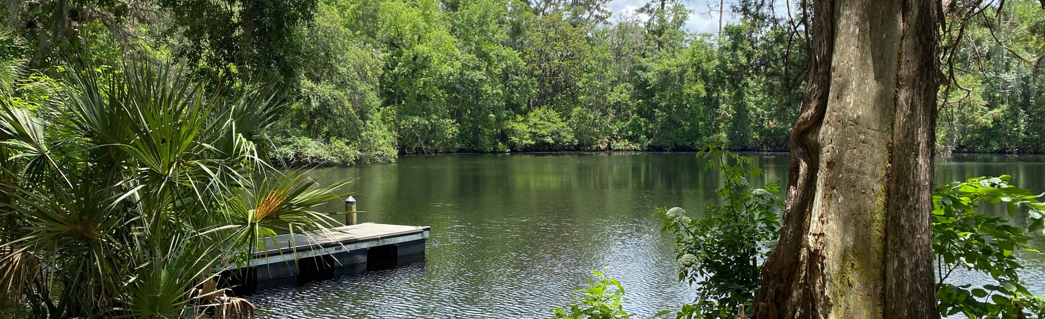 Shell Bluff Loop, Florida - 21 Reviews, Map | AllTrails