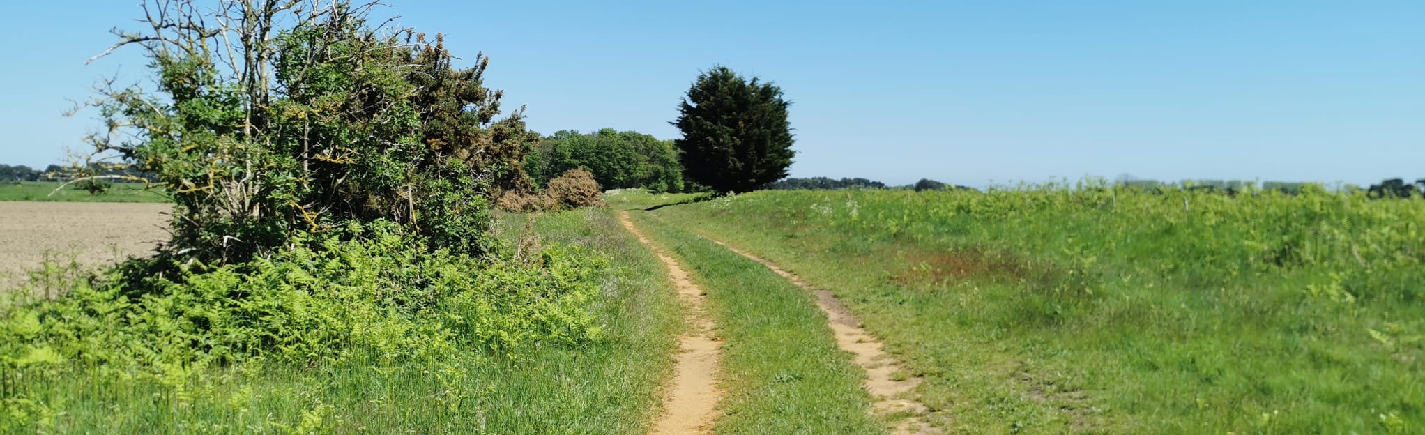 Ipswick and Tunstall Forest Circular, Suffolk, England - 8 Reviews, Map ...