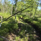 Freetown Fall River State Forest Loop, Massachusetts - 347 Reviews, Map ...