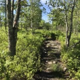 Freetown Fall River State Forest Loop, Massachusetts - 347 Reviews, Map ...