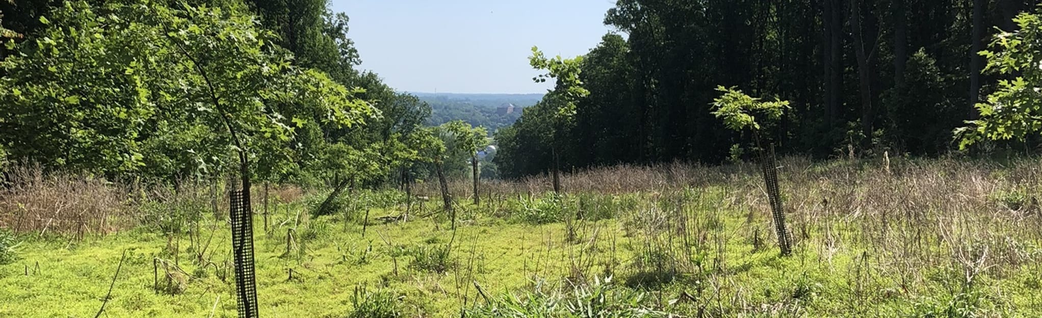 Logger's, Ivy Hill, and S. James Campbell Trail Loop: 1612 Reviews, Map ...