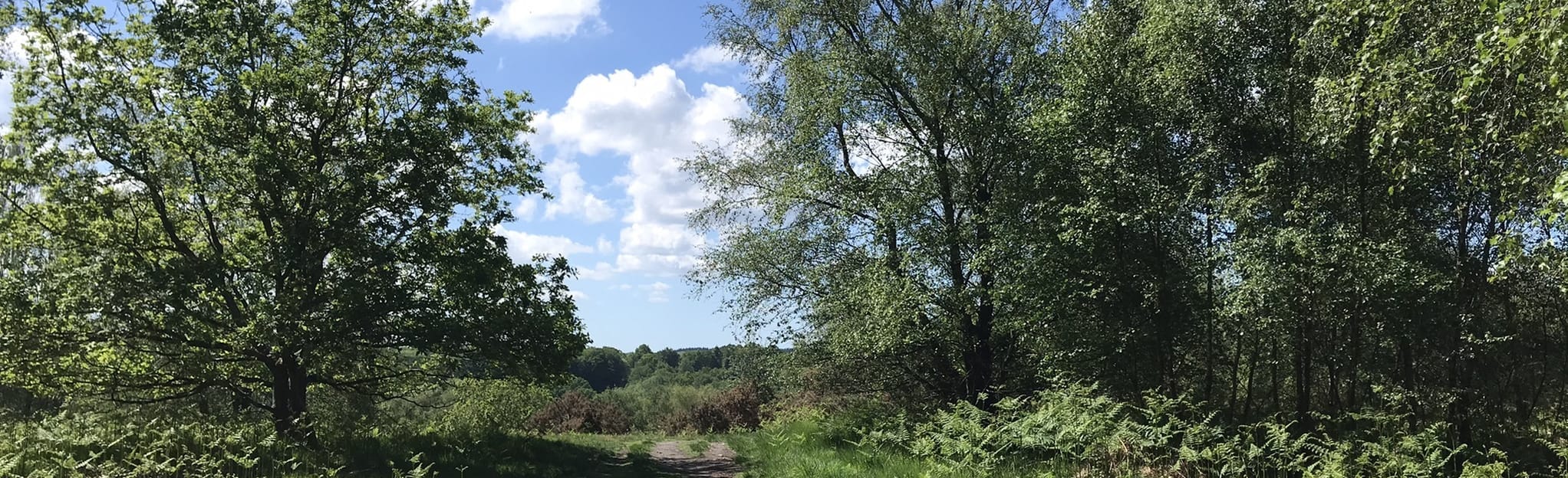 Bramshott Common, Surrey, England - 29 Reviews, Map | AllTrails