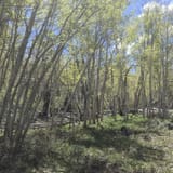 Pine Creek (Alta Toquima Wilderness), Nevada - 15 Reviews, Map | AllTrails
