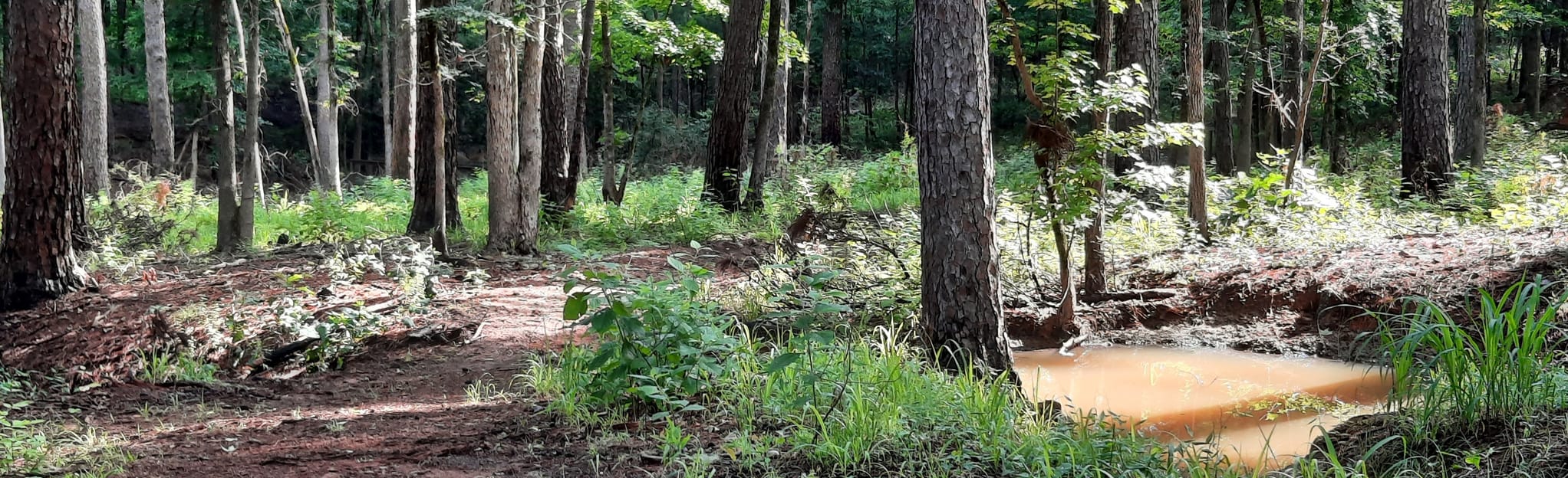 Mission Tejas Middle Loop: 20 Reviews, Map - Texas | AllTrails