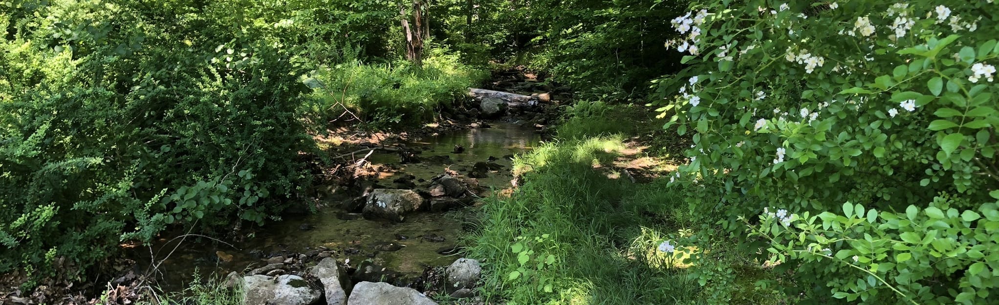Tiger Brook Red - Yellow Loop, New Jersey - 32 Reviews, Map | AllTrails