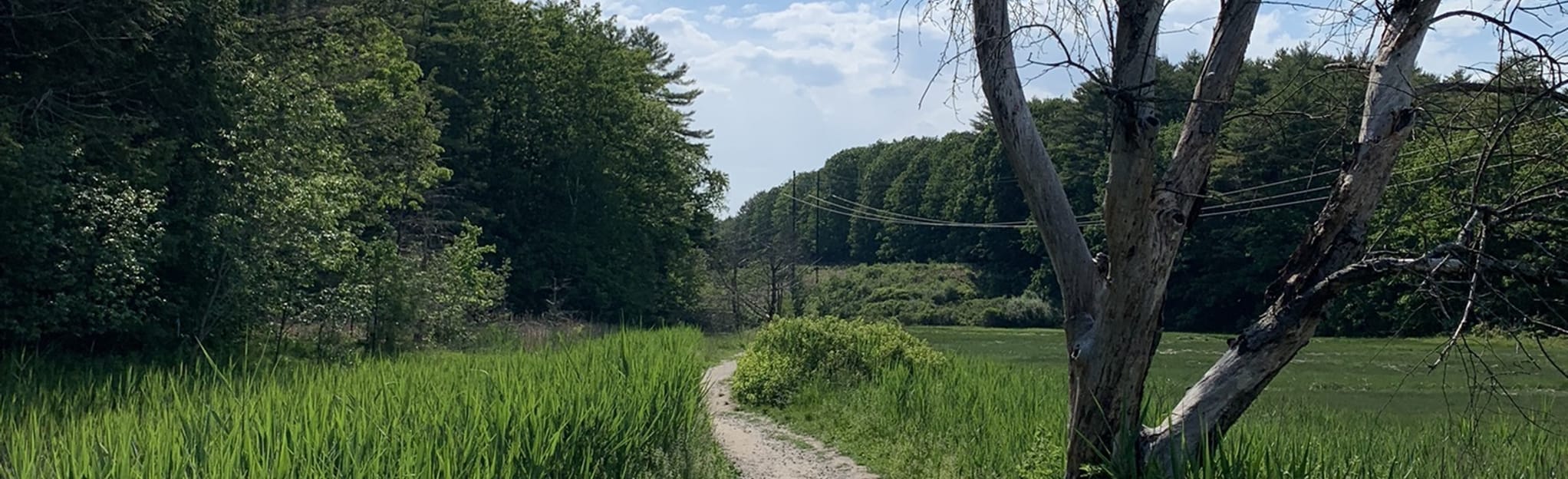 Fore River Sanctuary White Trail: 1216 Reviews, Map - Maine | AllTrails