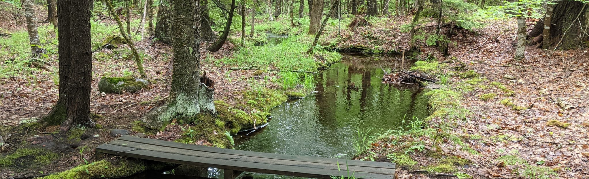 Googins Woods Preserve Loop: 18 Reviews, Map - Maine | AllTrails
