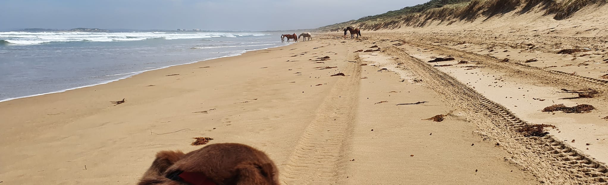 West 13th Beach Walk: 2 Reviews, Map - Victoria, Australia | AllTrails