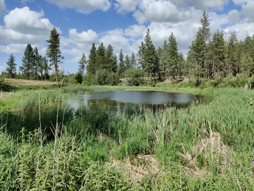 10 Best Trails and Hikes in Cheney | AllTrails