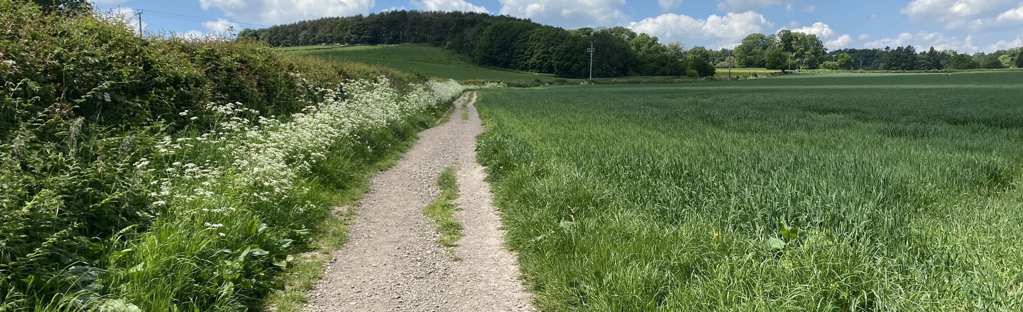 Charnwood - Swithland Wood Circular, 98 Fotos - Leicestershire, England ...