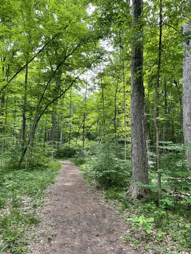 10 Best Walking Trails in Simcoe County Forest | AllTrails