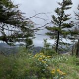 Tronsen Ridge Trail, Washington - 123 Reviews, Map | AllTrails