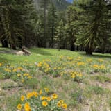 Tronsen Ridge Trail, Washington - 123 Reviews, Map | AllTrails