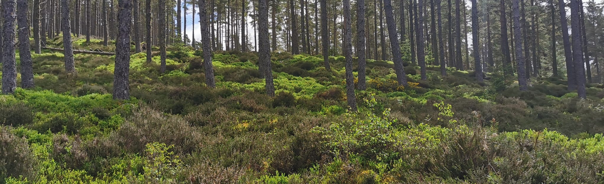 Dochgarroch - Craig Dunain, 14 Photos - Highlands, Scotland | AllTrails