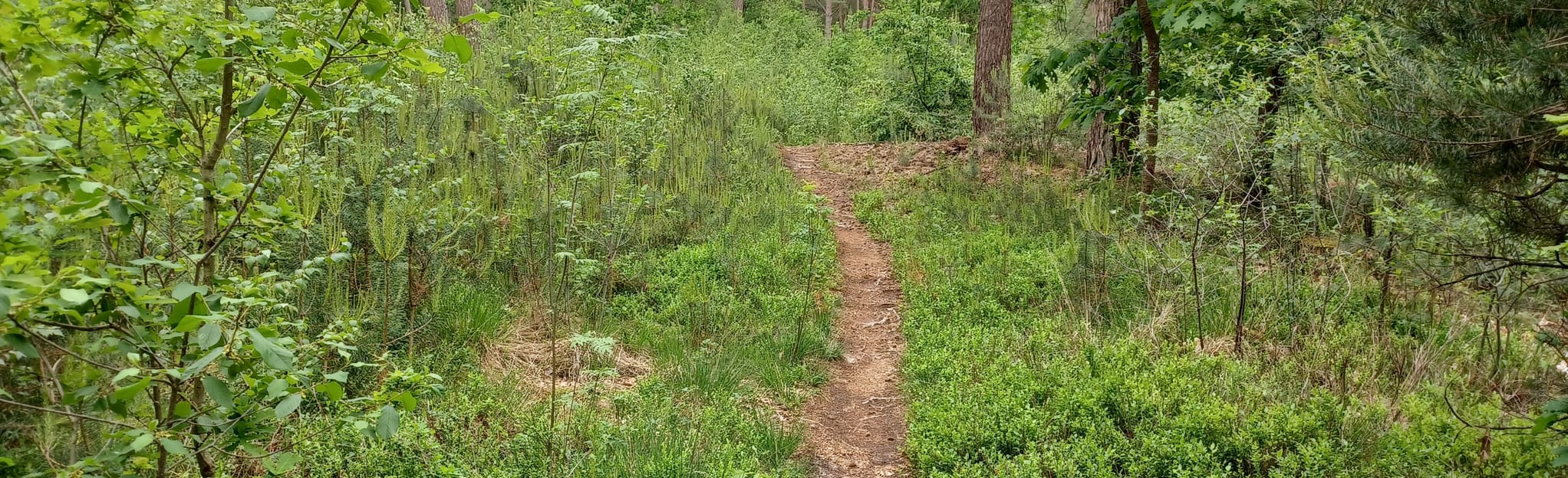 Hoef Loop via Finse Piste, Limburg, Belgium - 3 Reviews, Map | AllTrails