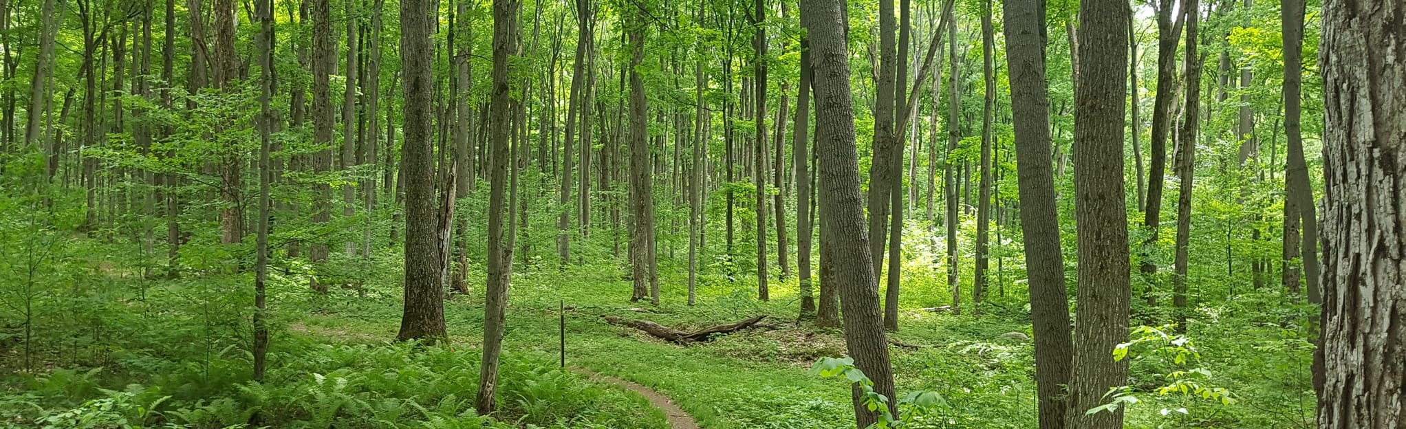 Copeland Forest from Ingram Road: 310 Reviews, Map - Ontario, Canada ...