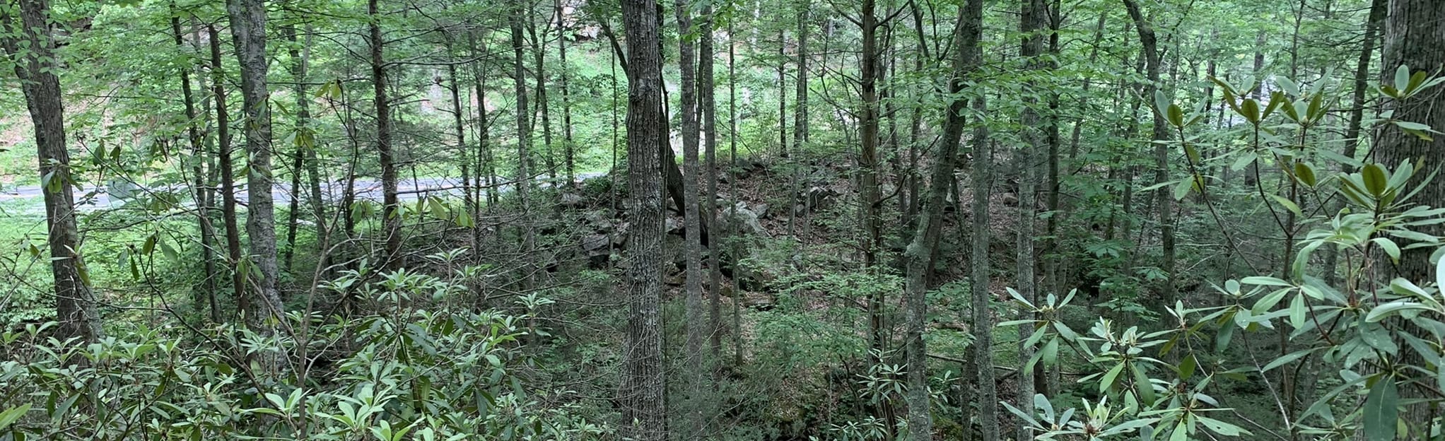 Dry Run Gap Trail, Virginia - 20 Reviews, Map | AllTrails