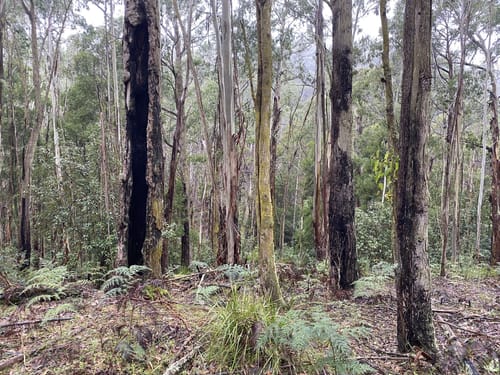 Best 10 Hikes and Trails in Wombat State Forest | AllTrails