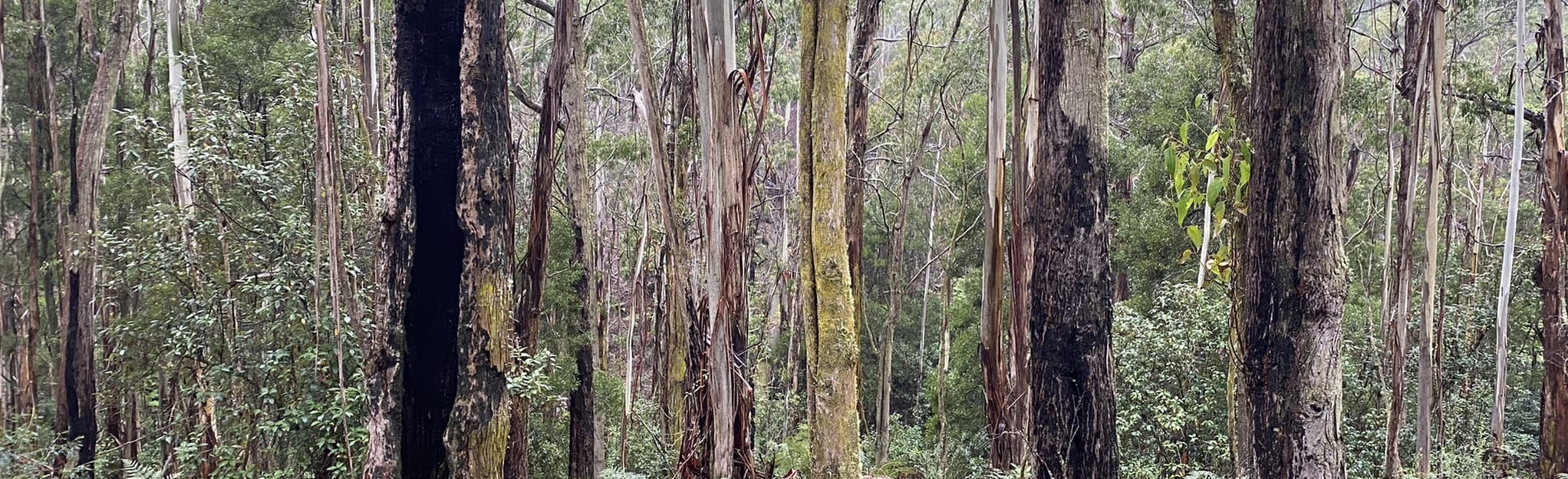 Wombat MTB Trail Loop 1: 60 Reviews, Map - Victoria, Australia | AllTrails