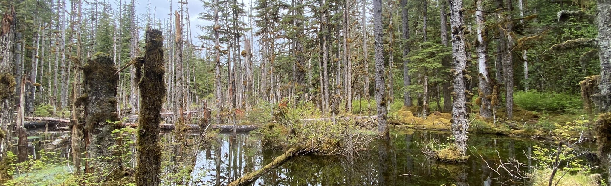 Bartlett Lake Trail: 12 Reviews, Map - Alaska | AllTrails
