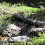 White Wolf to Pate Valley Trail, California - 29 Reviews, Map | AllTrails