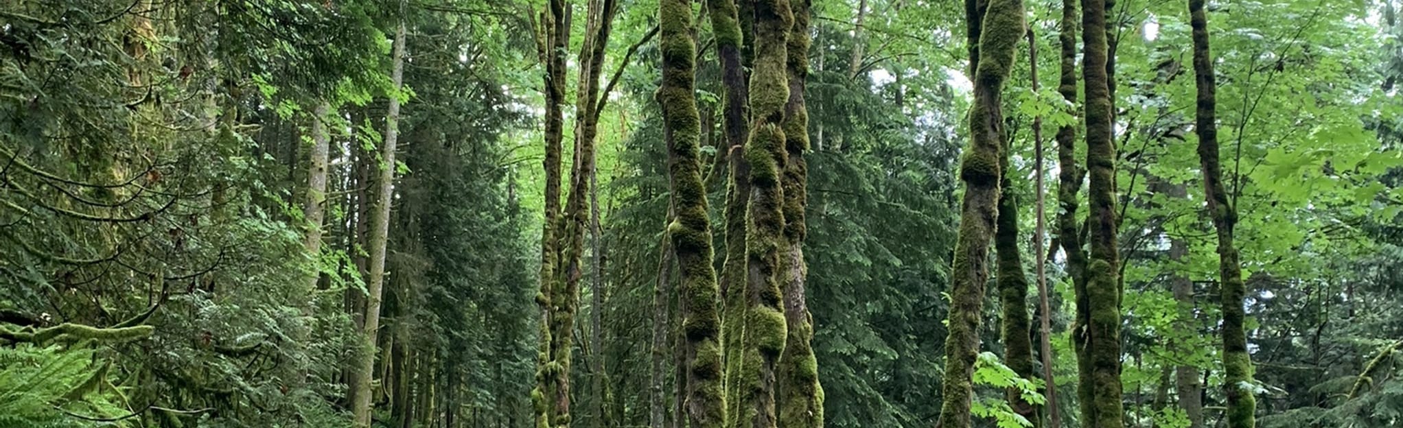 Nelson Creek Trail and Fire Access Road Loop : 239 Reviews, Map ...