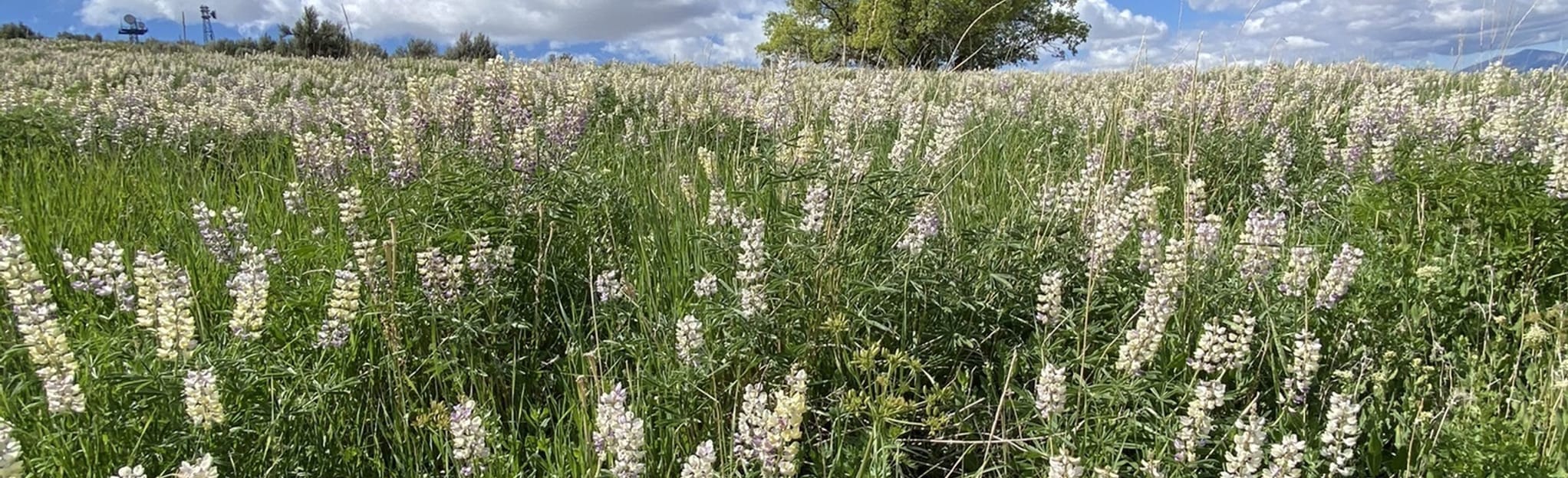 Jones Canyon via Terraces and Bonneville Shoreline Trail, Utah - 105 ...