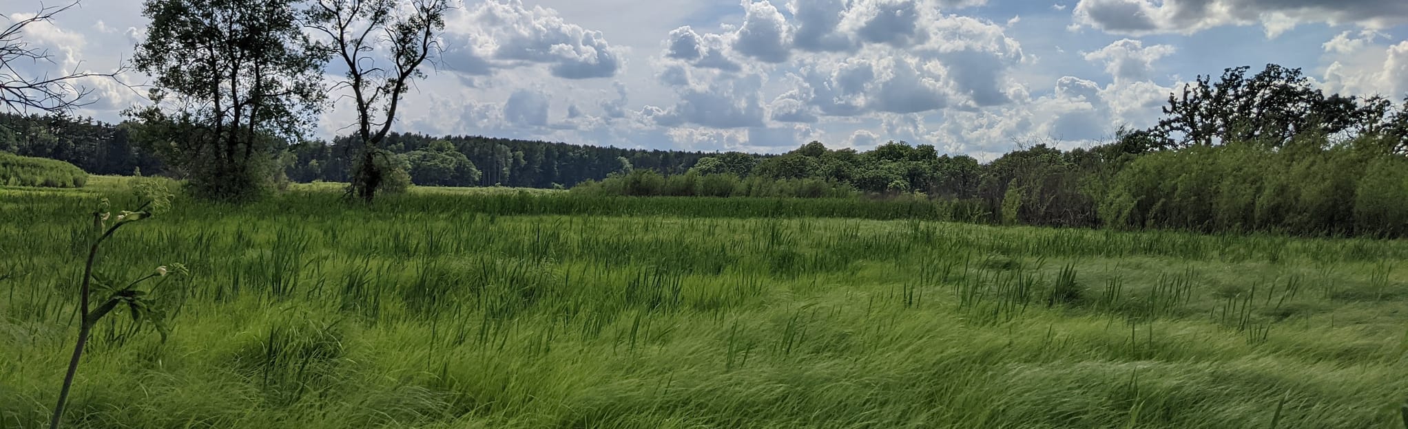 Curtis Prairie, Wisconsin - 165 Reviews, Map | AllTrails