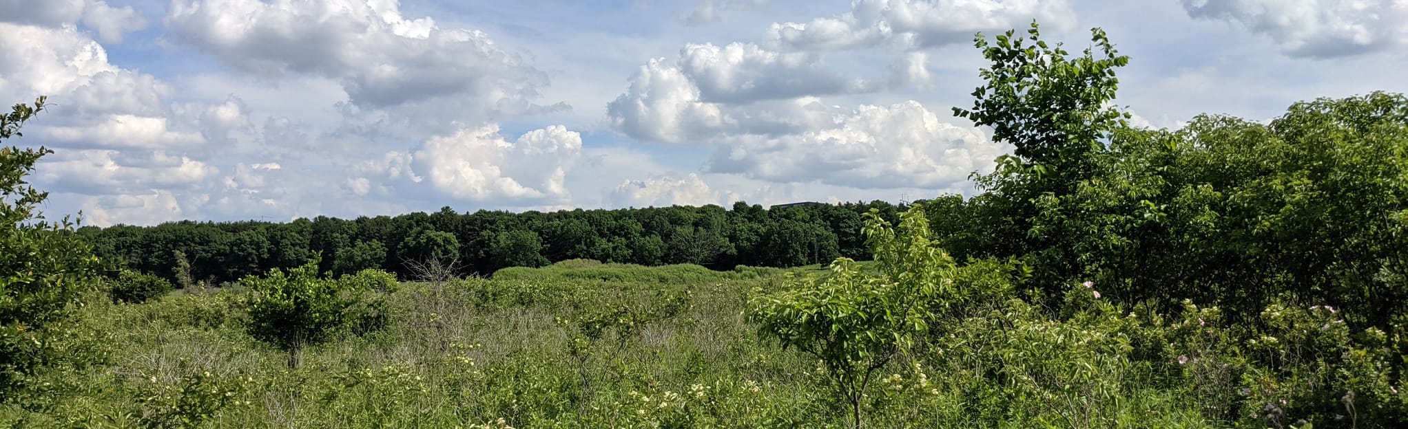 UW Arboretum Loop, Wisconsin - 495 Reviews, Map | AllTrails